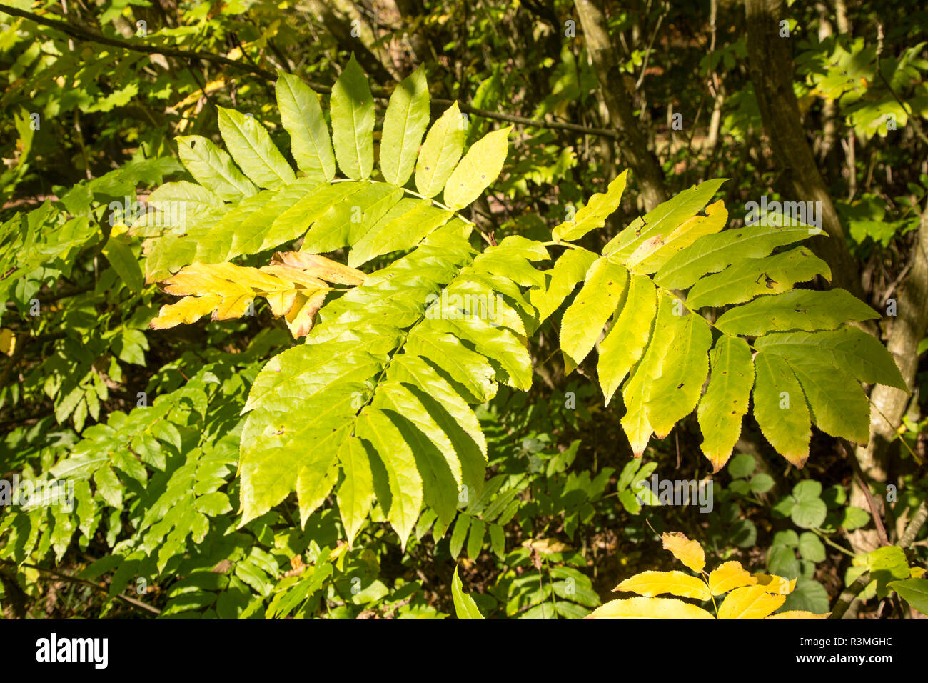 Caucasian Wing Nut tree, Pterocarya fraxinifolia, National arboretum ...