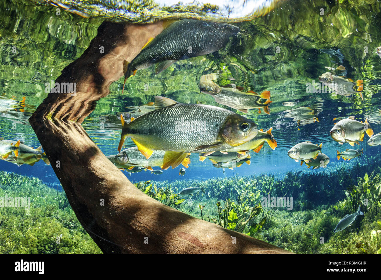 Tree trunk underwater with Piraputanga, (Brycon hilarii) reflecting on ...