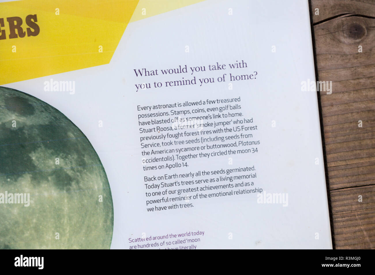 Buttonwood tree hi-res stock photography and images - Alamy