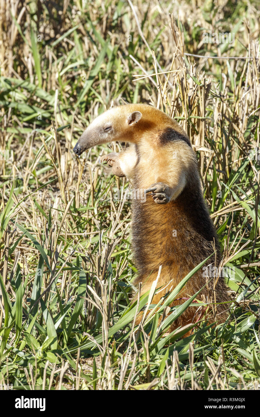 Southern Anteater (Tamandua tetradactyla) standing, Formoso River ...