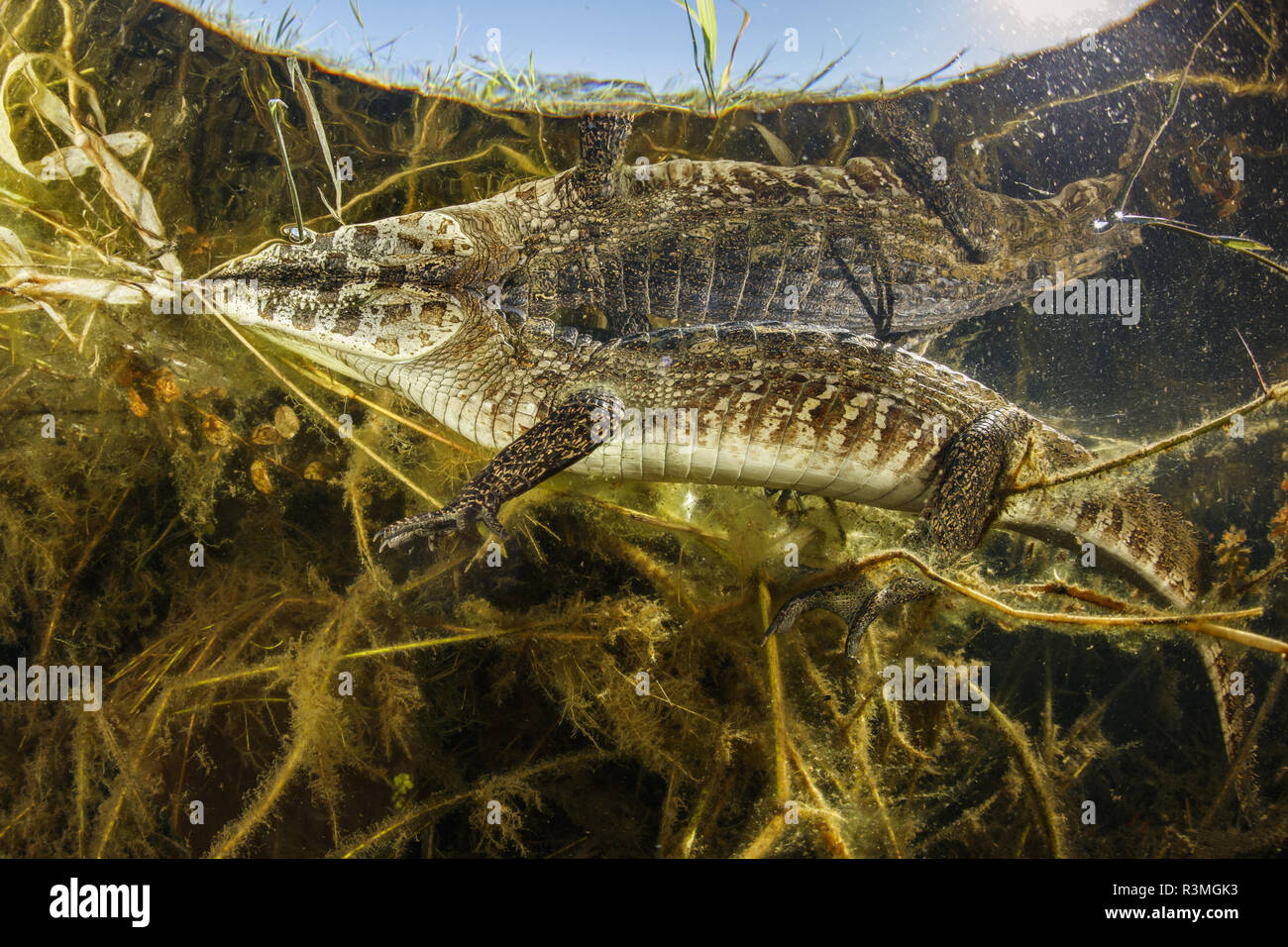 Small Spectacled caiman, white or common caiman, (caiman crocodilus ...