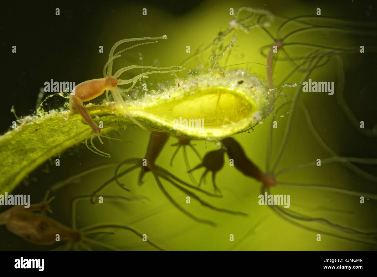 Freshwater Hydra High Resolution Stock Photography and Images - Alamy