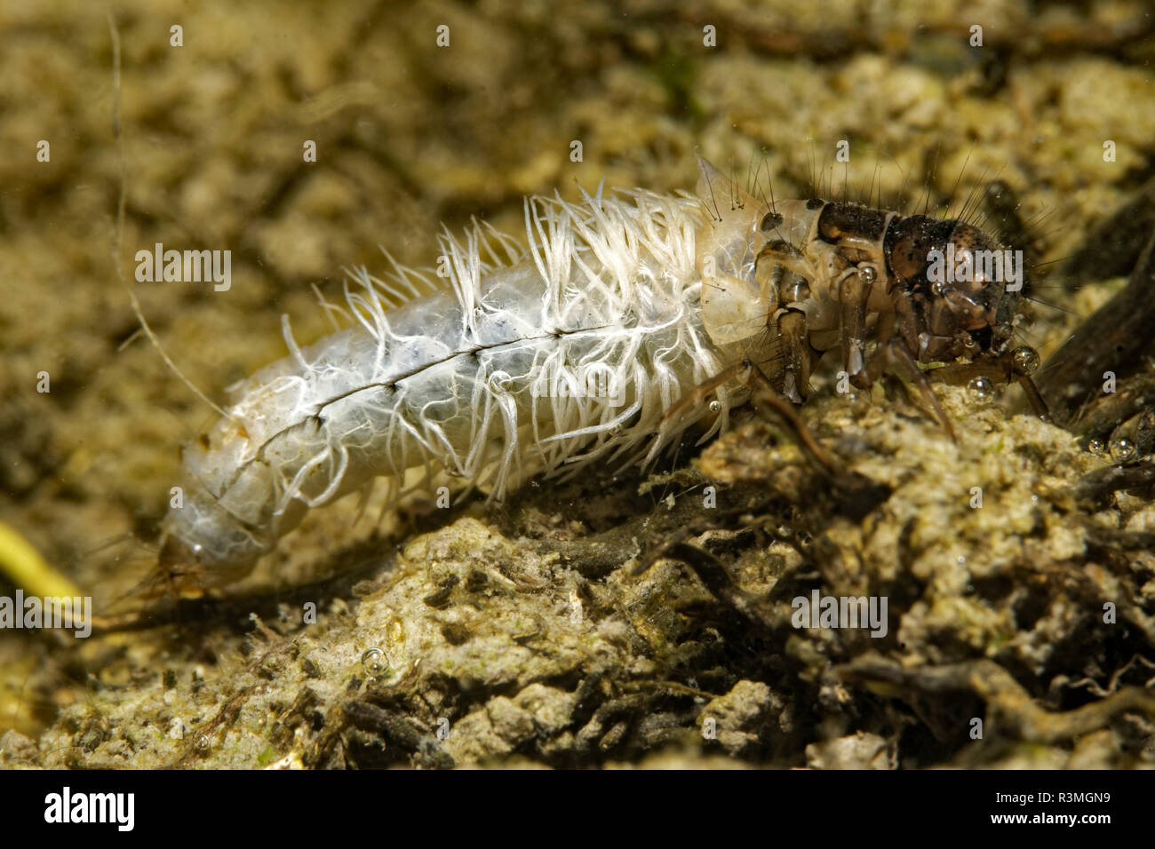 Trichoptera phryganea hi-res stock photography and images - Alamy