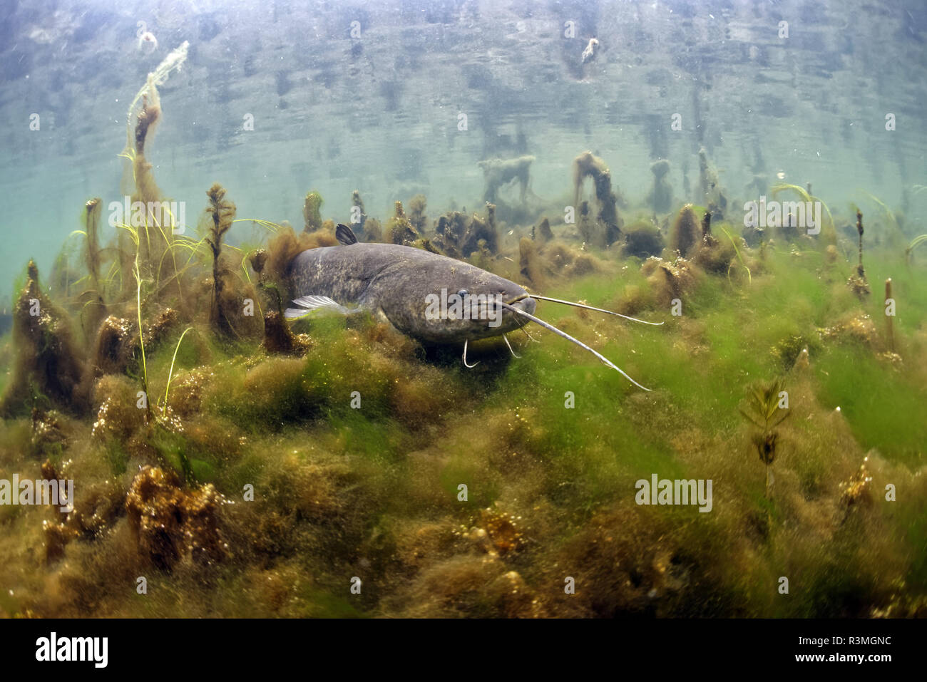 Wels catfish europe hi-res stock photography and images - Alamy