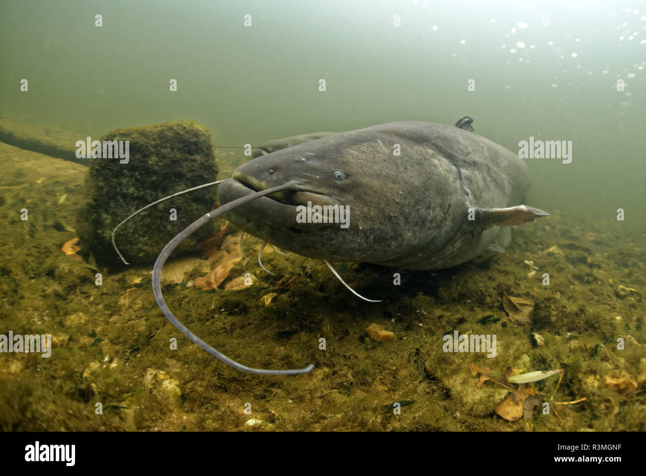 Wels catfish underwater hi-res stock photography and images - Alamy