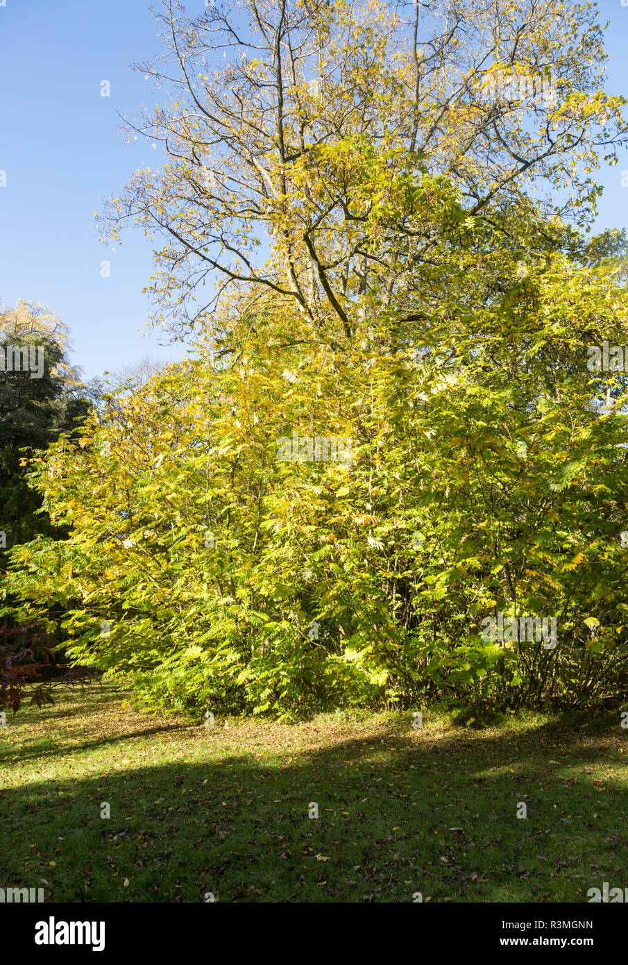 Caucasian Wing Nut tree, Pterocarya fraxinifolia, National arboretum ...