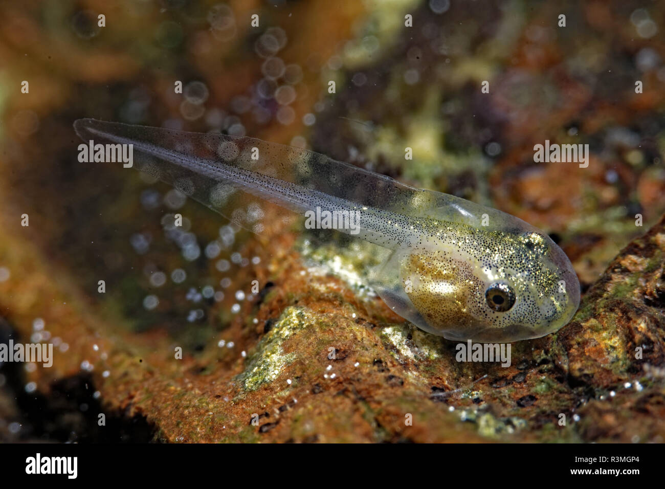 European tree frog hyla arborea tadpole hi-res stock photography and ...