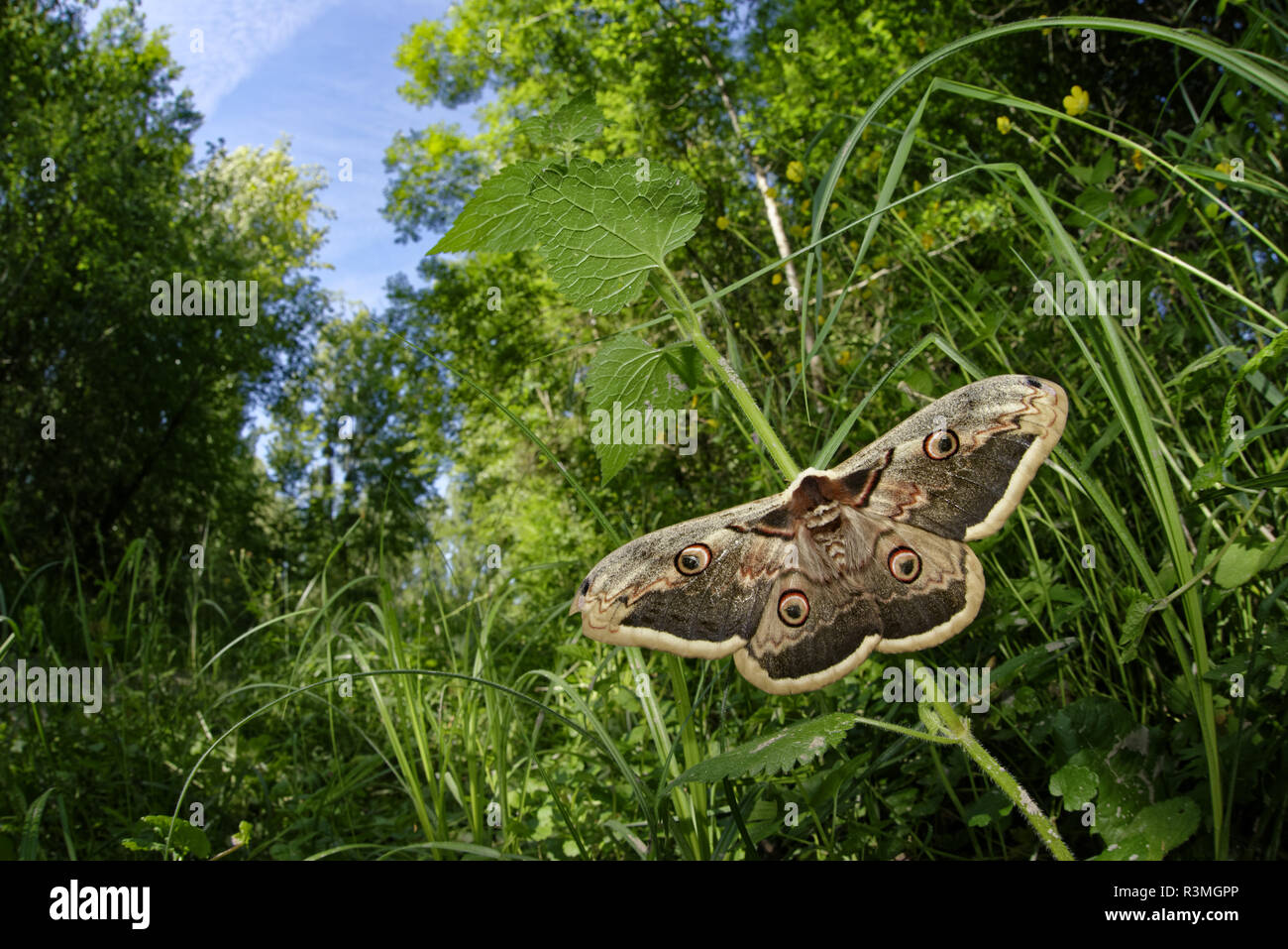 Giant peacock moth (Saturnia pyri) on vegetation, Prairies du Fouzon ...