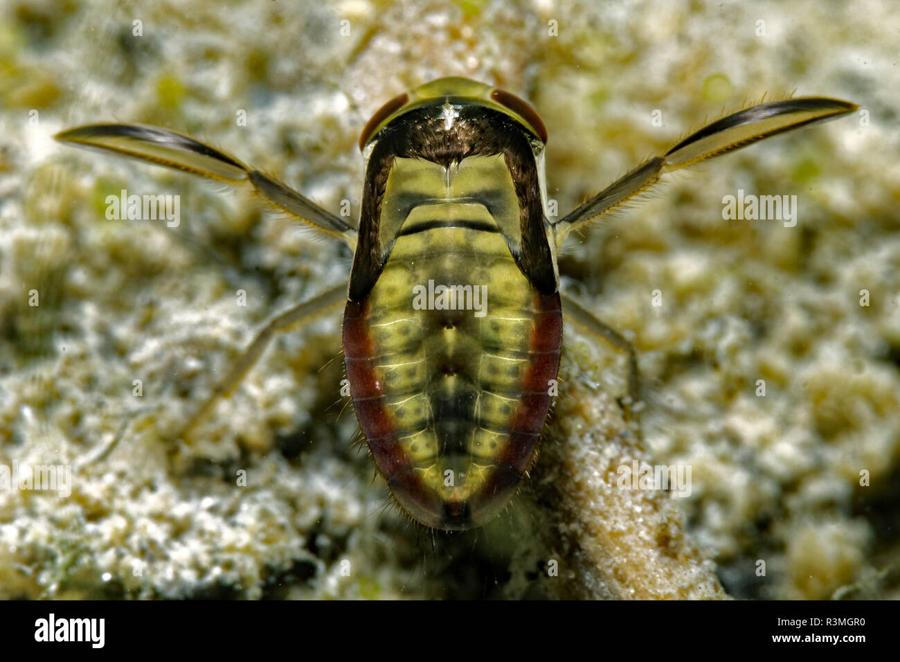 Notonectidae hi-res stock photography and images - Alamy