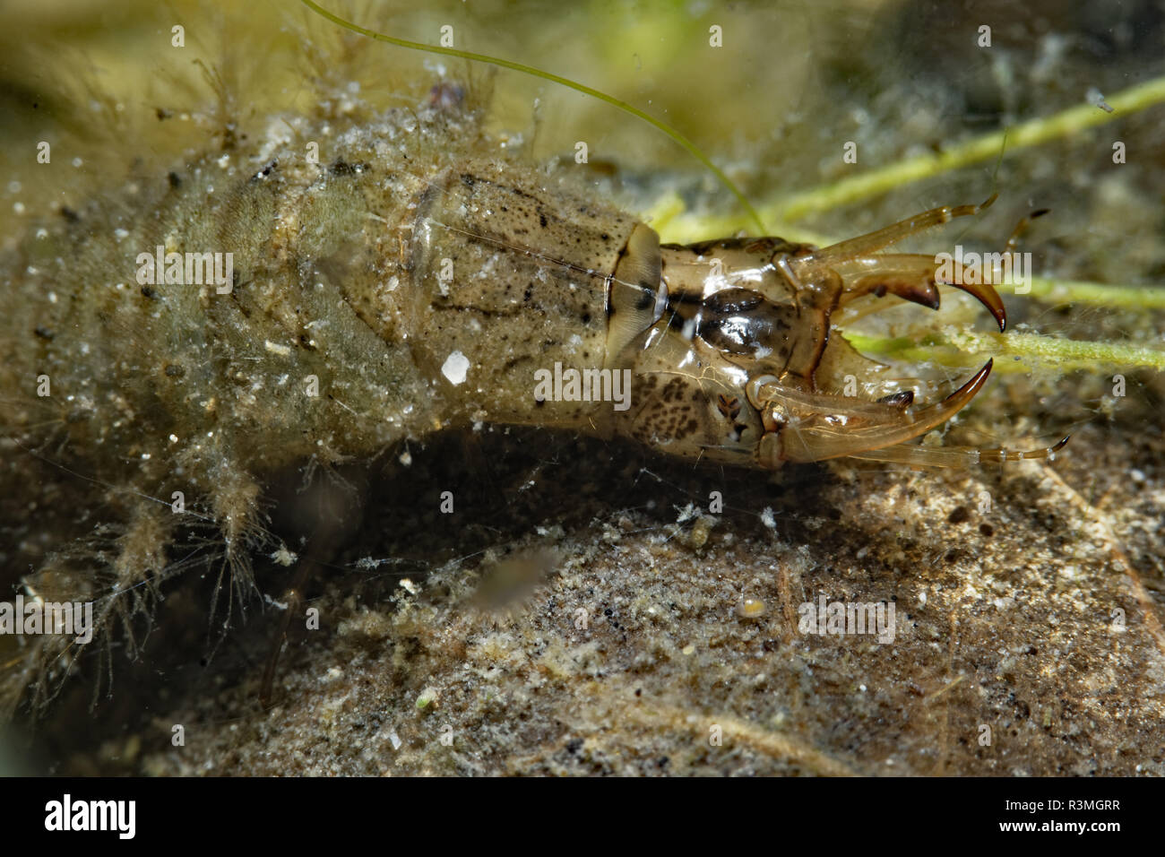 Piceus hi-res stock photography and images - Alamy