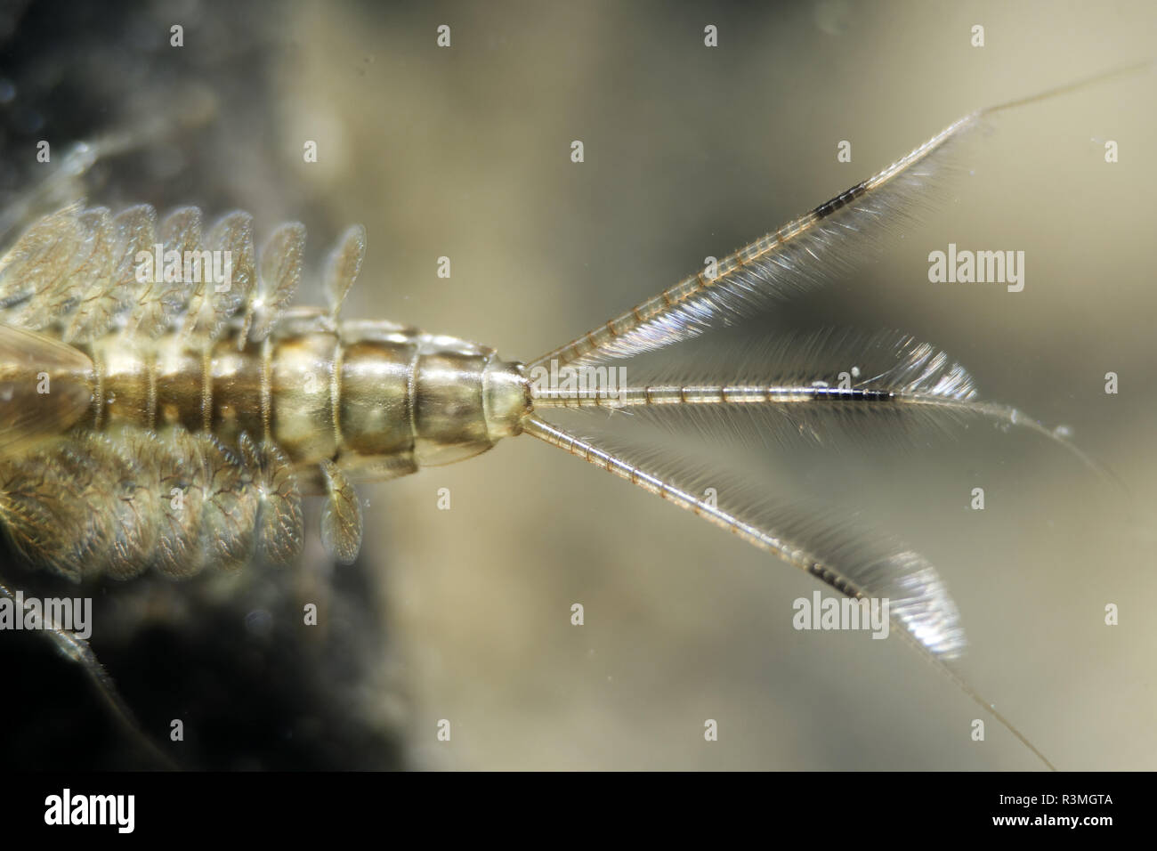 Freshwater nymph hi-res stock photography and images - Alamy