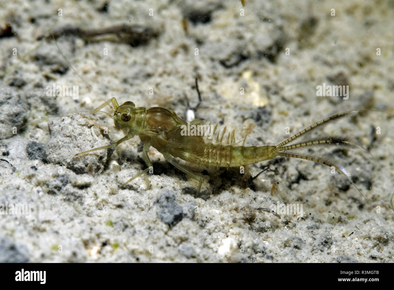 Freshwater nymph hi-res stock photography and images - Alamy