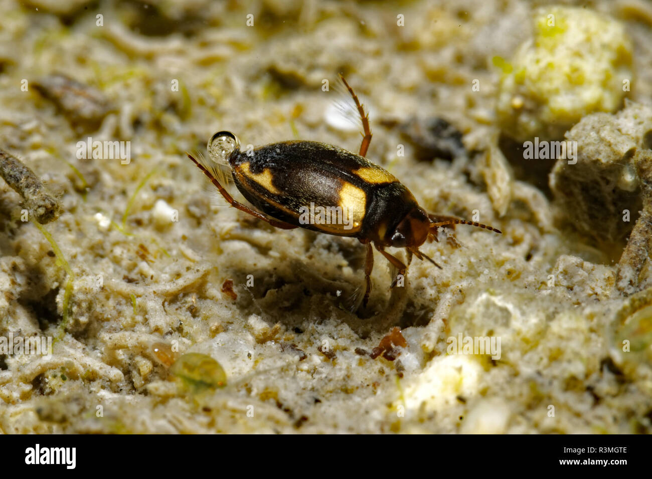 Diving beetle hydroporus palustris hi-res stock photography and images ...