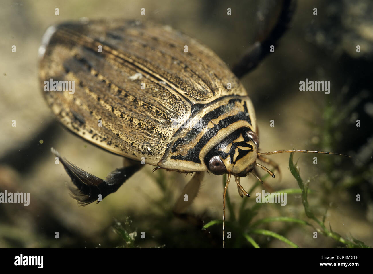 Lesser water beetle acilius sulcatus hi-res stock photography and ...