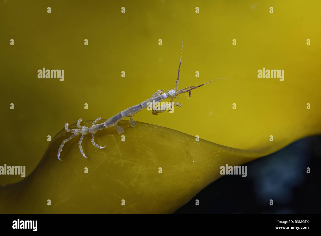 Skeleton shrimp caprella septentrionalis hi-res stock photography and ...