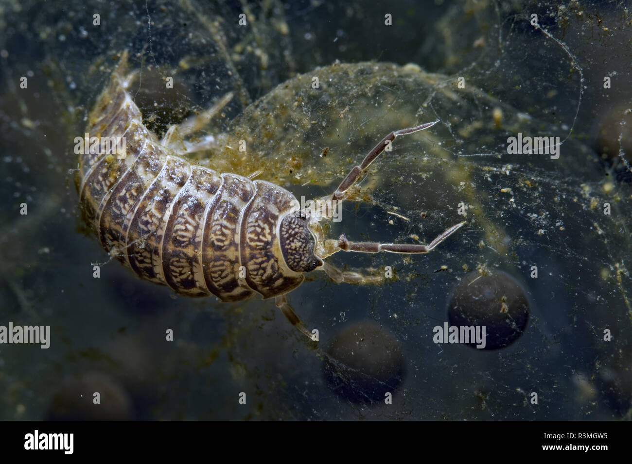 Isopod (Asellus aquaticus) in a pond, Prairies du Fouzon, Loir-et-Cher ...