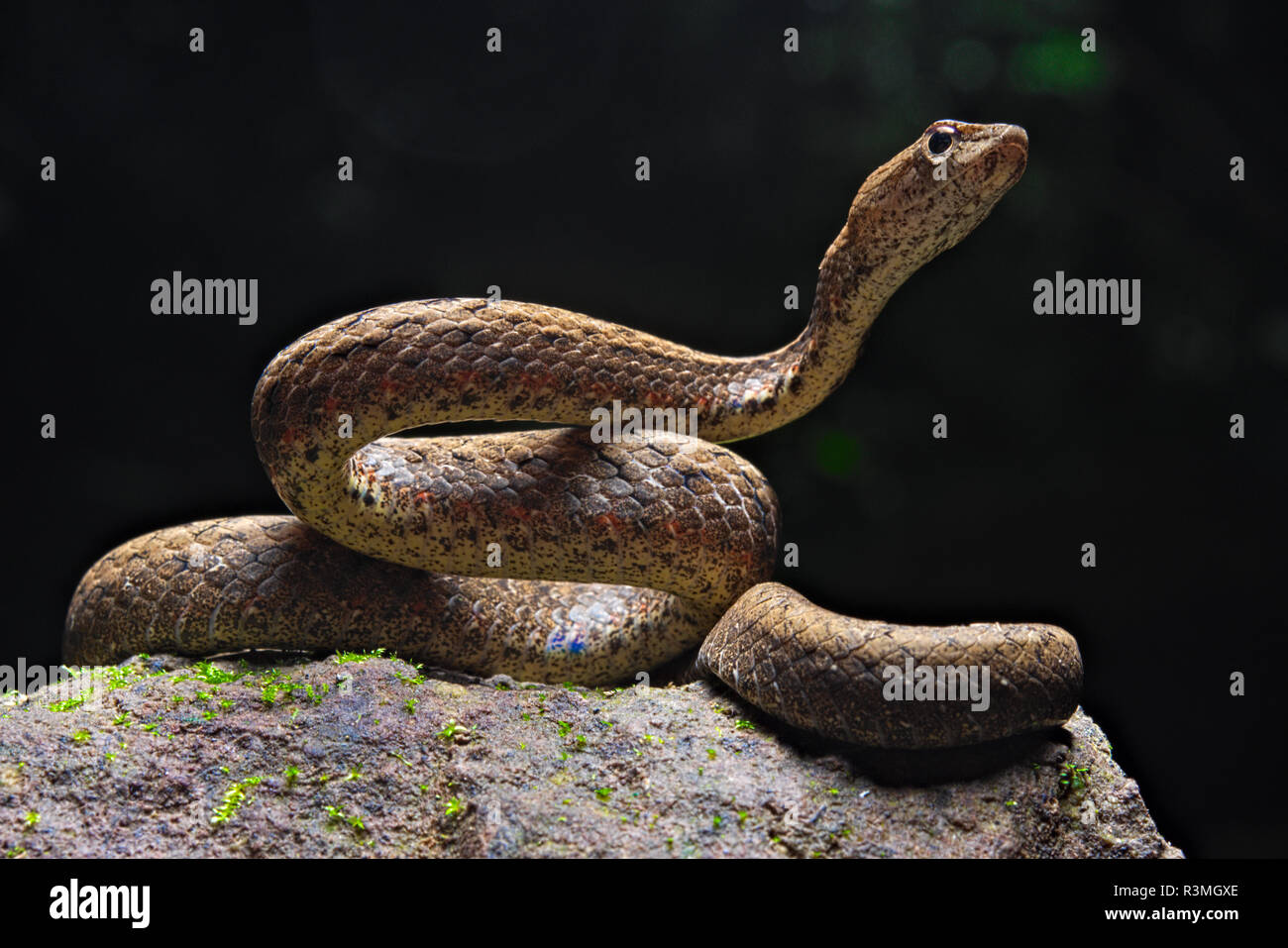 Mock viper hi-res stock photography and images - Alamy