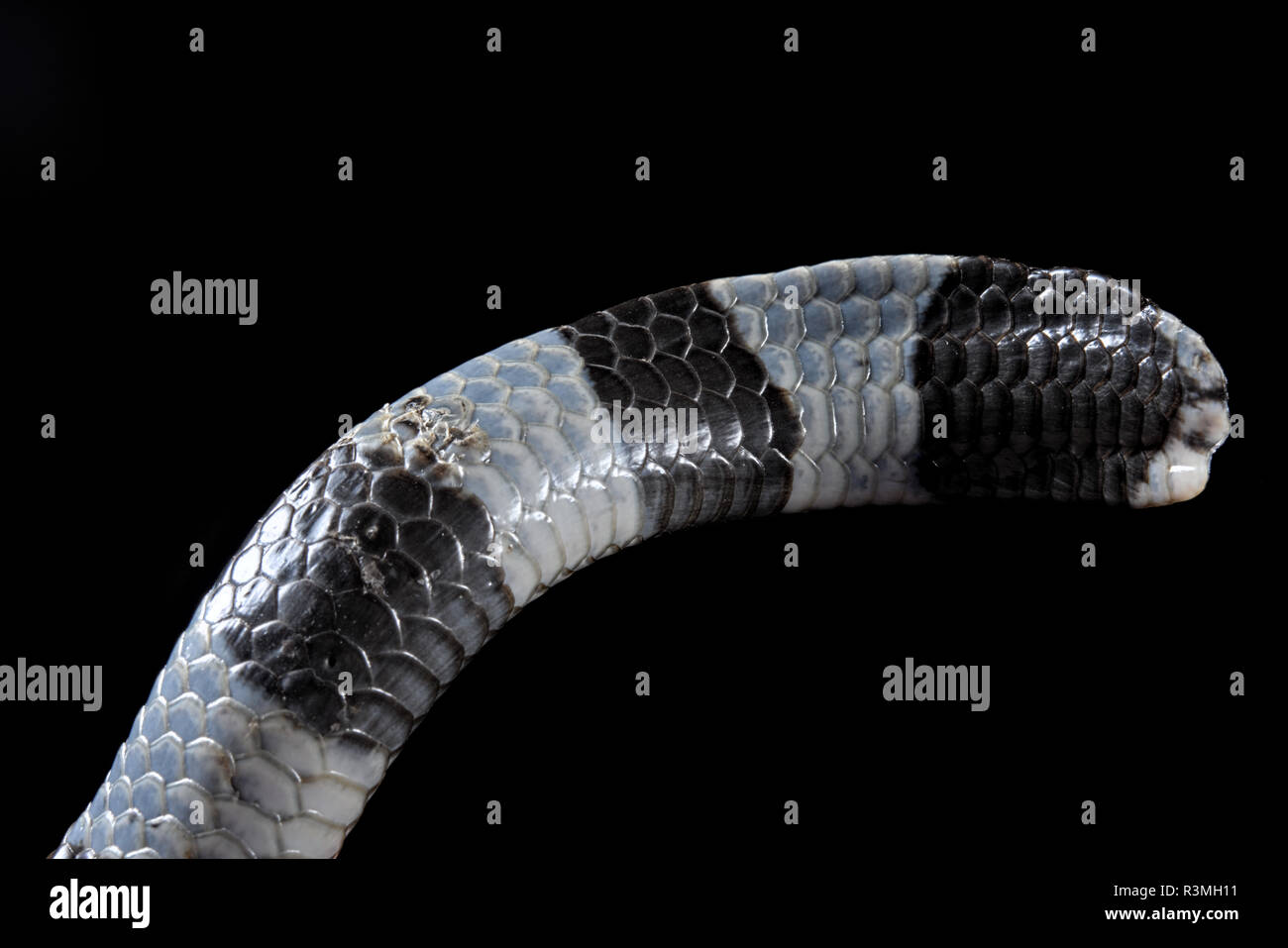 Sea krait (Laticauda colubrina), Extremely venomous. Tumbak, North ...