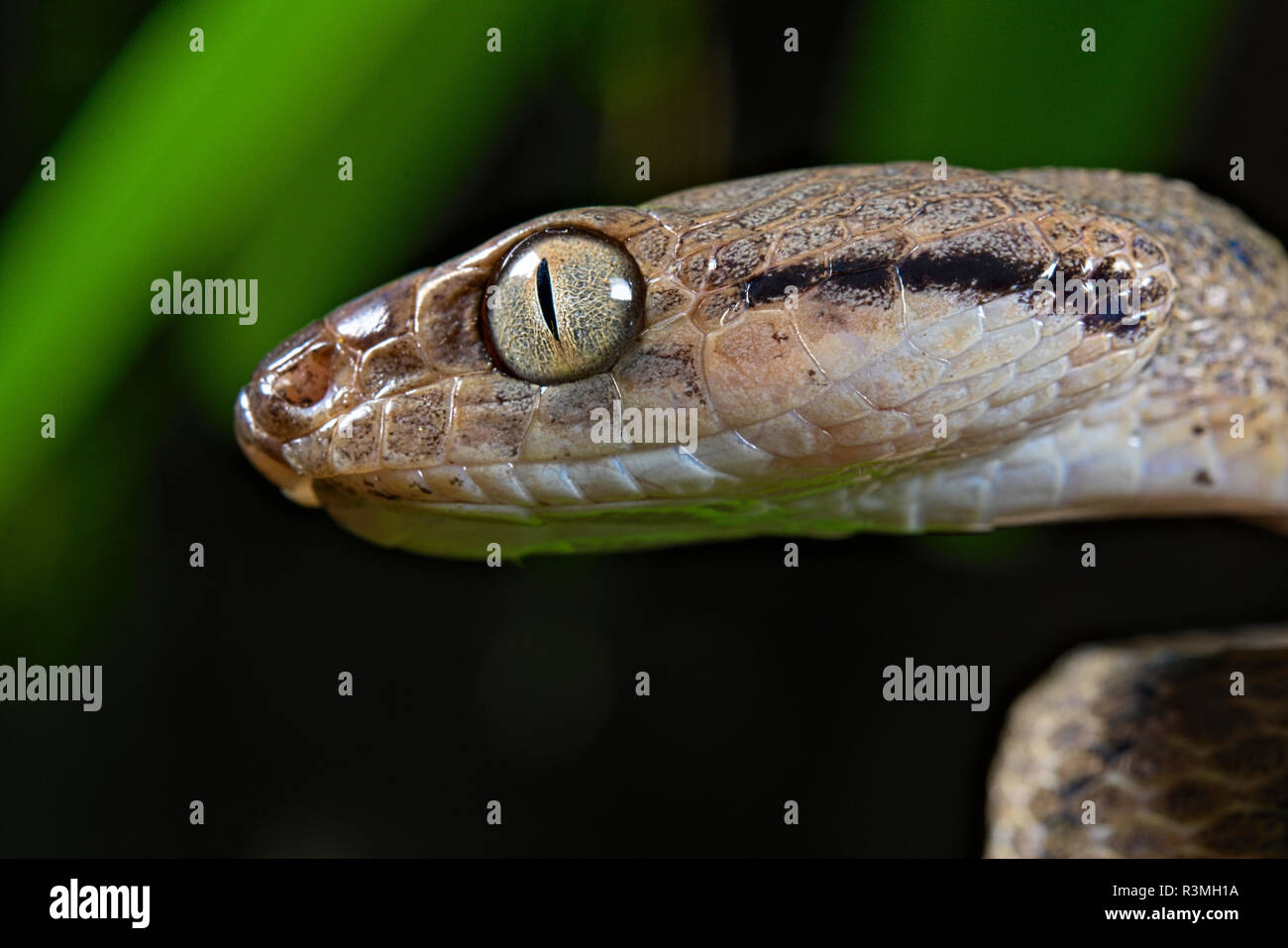 Introduced species on guam hi-res stock photography and images - Alamy