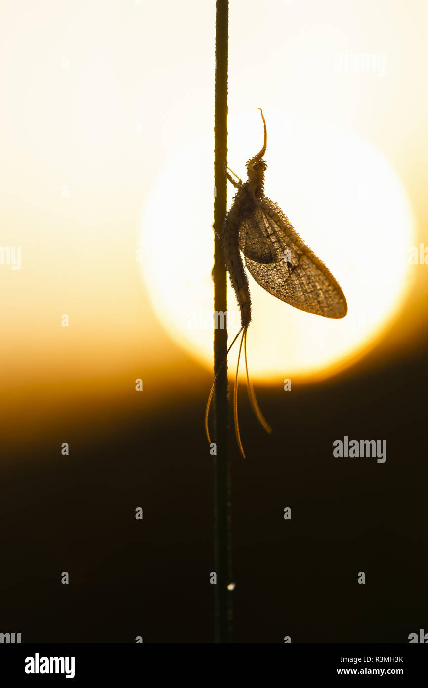 Ephemera sp hi-res stock photography and images - Alamy