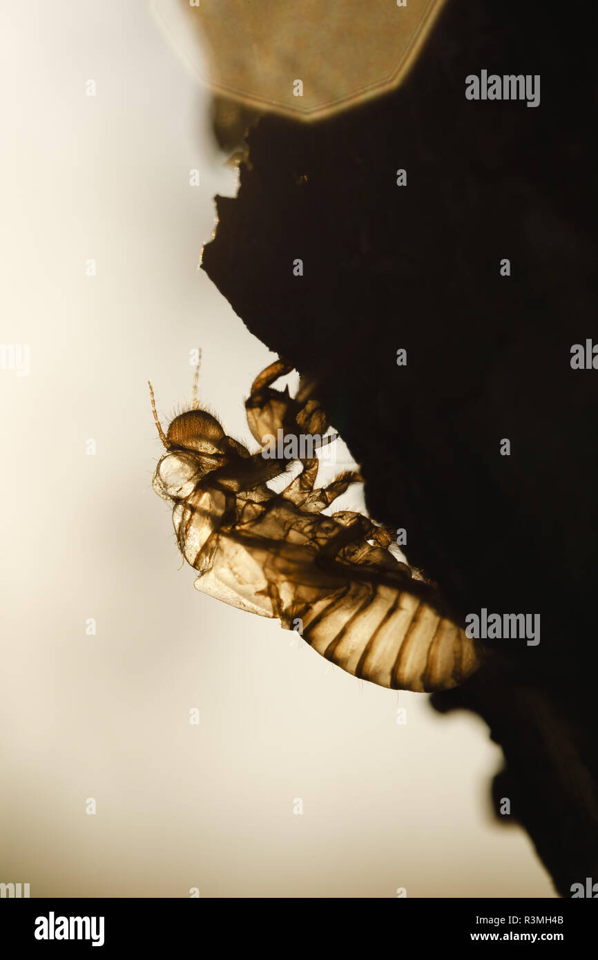 Exuviae of common cicada (Lyristes plebejus), Arles, Provence, France ...