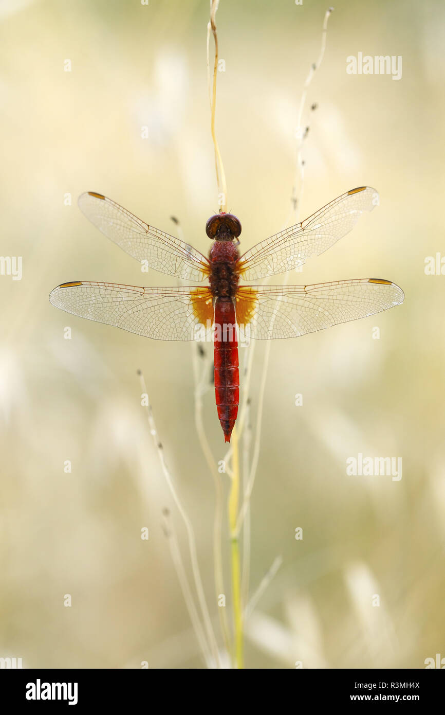 Dragonfly dorsal view hi-res stock photography and images - Alamy
