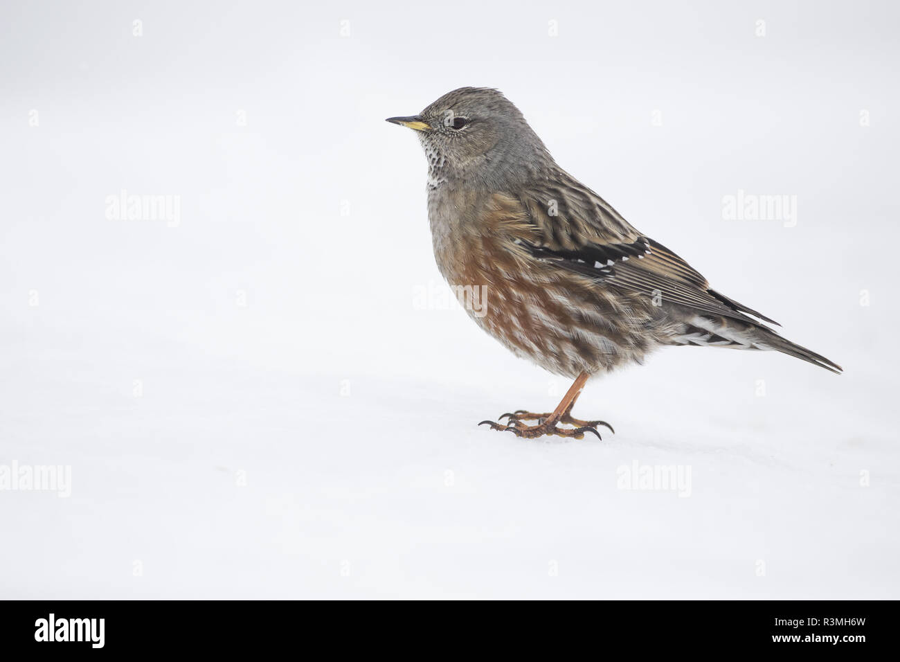 Alpine Accentor (Prunella collaris) foraging in the snow, Alps ...