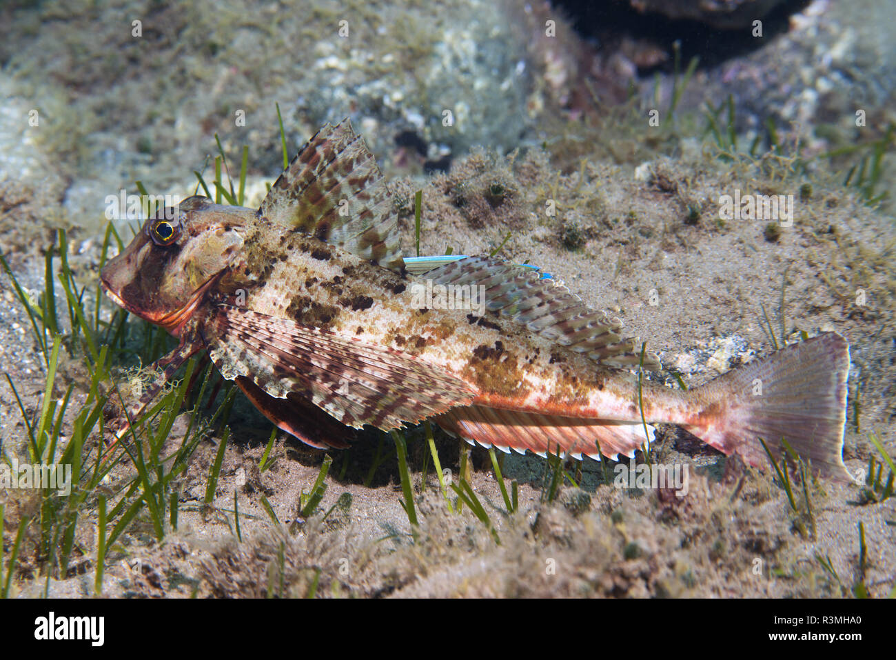 Streaked gurnard (Chelidonichthys lastoviza), Tenerife, Fish of the ...