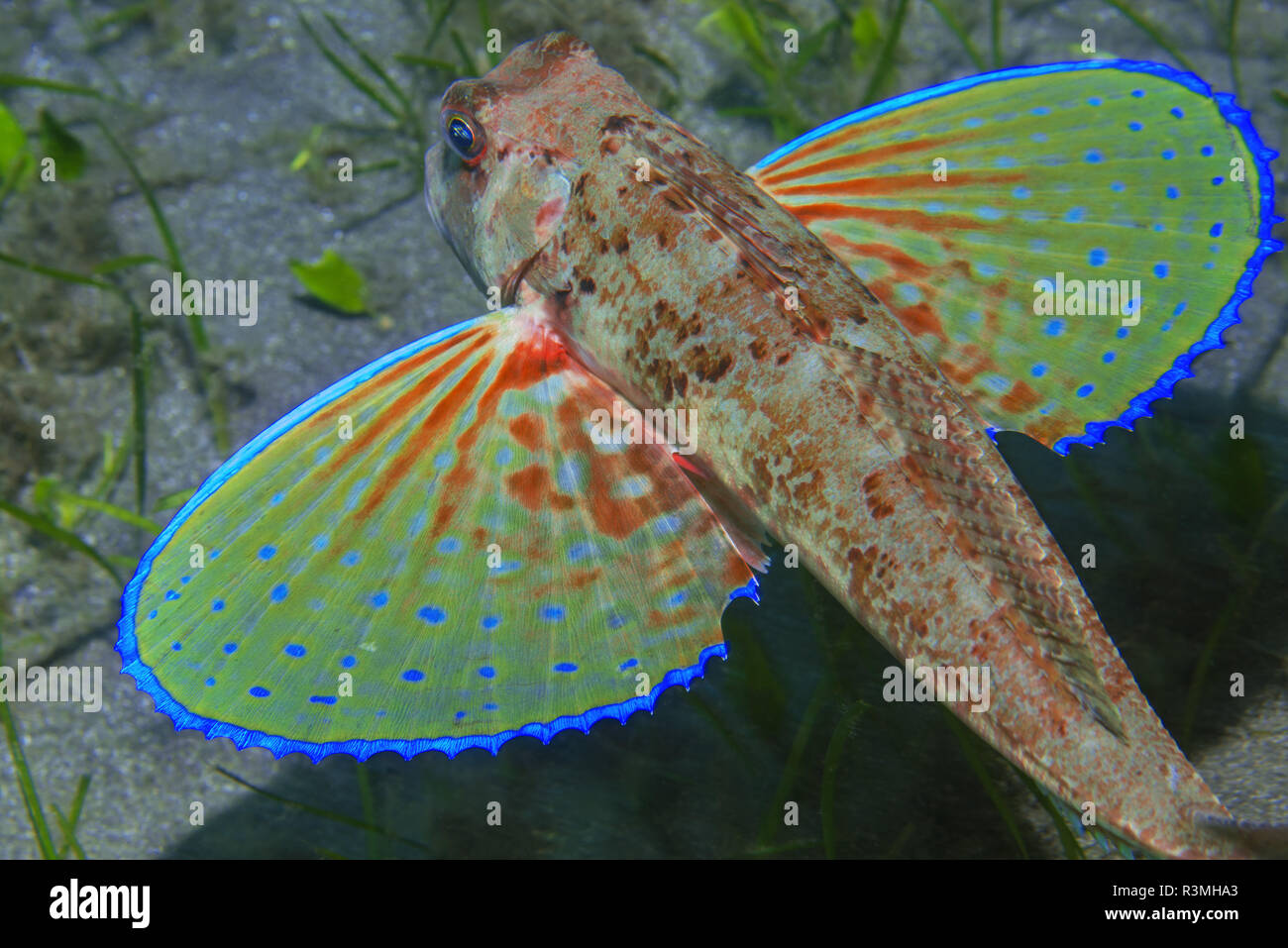 Streaked gurnard (Chelidonichthys lastoviza), Tenerife, Fish of the ...