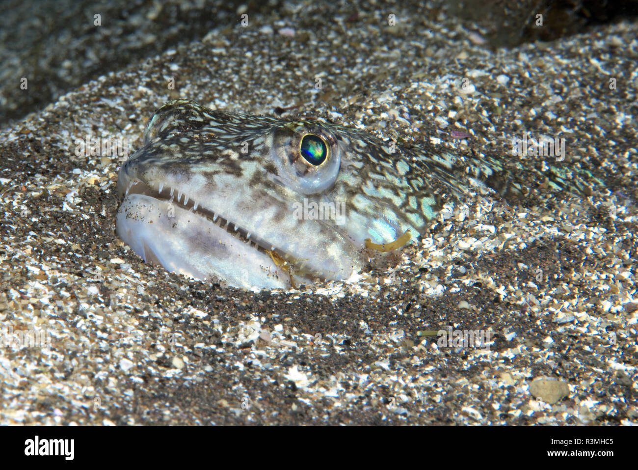 Atlantic lizardfish synodus saurus hi-res stock photography and images ...