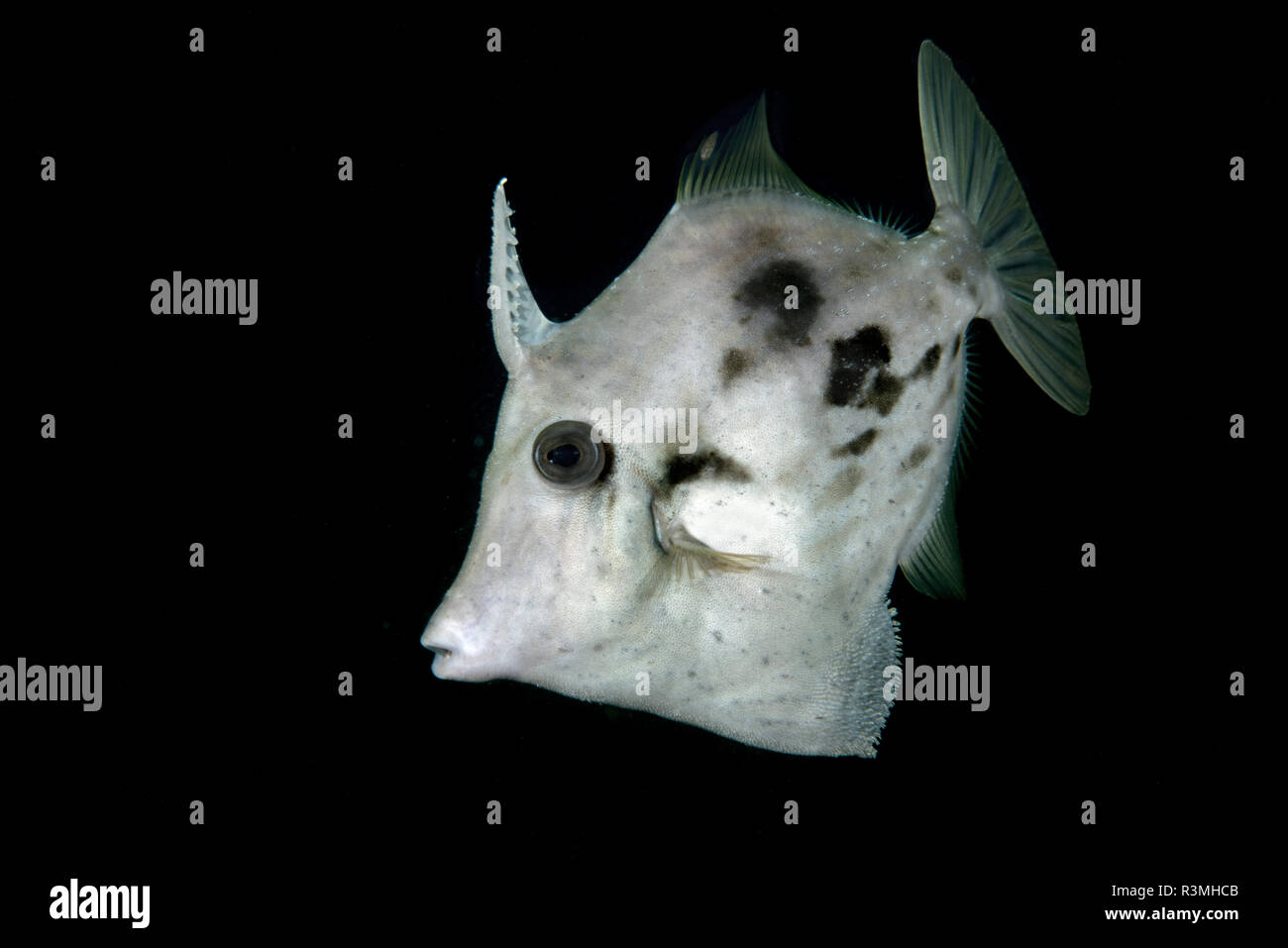 Planehead filfish (Stephanolepis hispidus), Tenerife, Fish of the ...