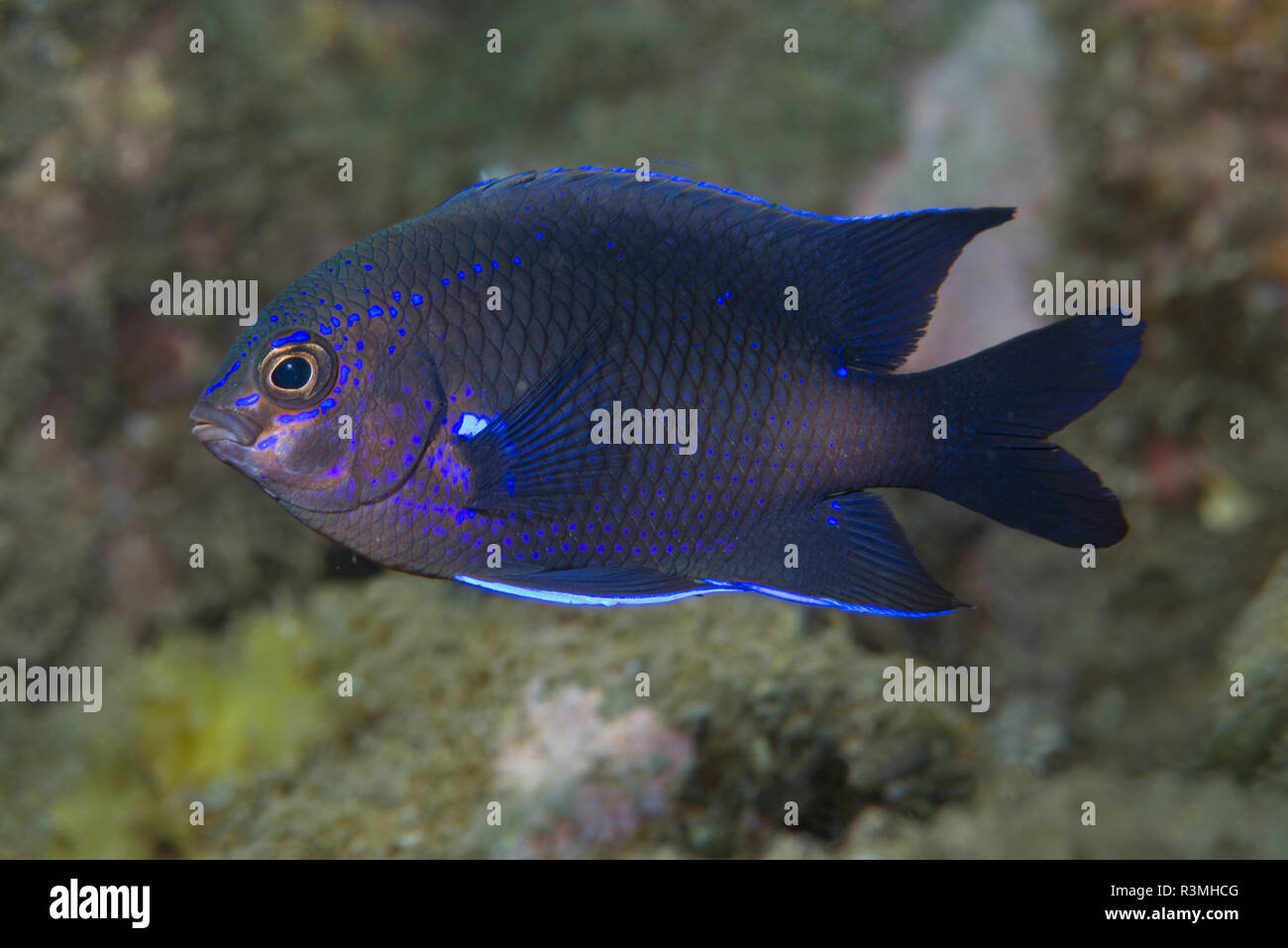 Blue-fin damselfish (Abudefduf luridus)n Tenerife, Fish of the Canary ...