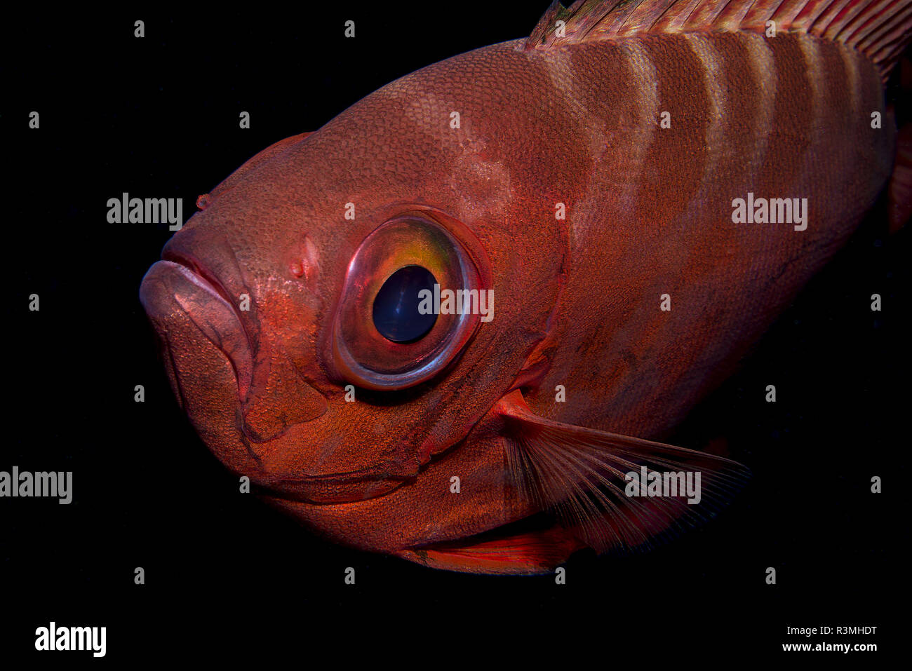 Catalufa (Heteropriacanthus cruentatus), Tenerife, Canary islands Stock ...