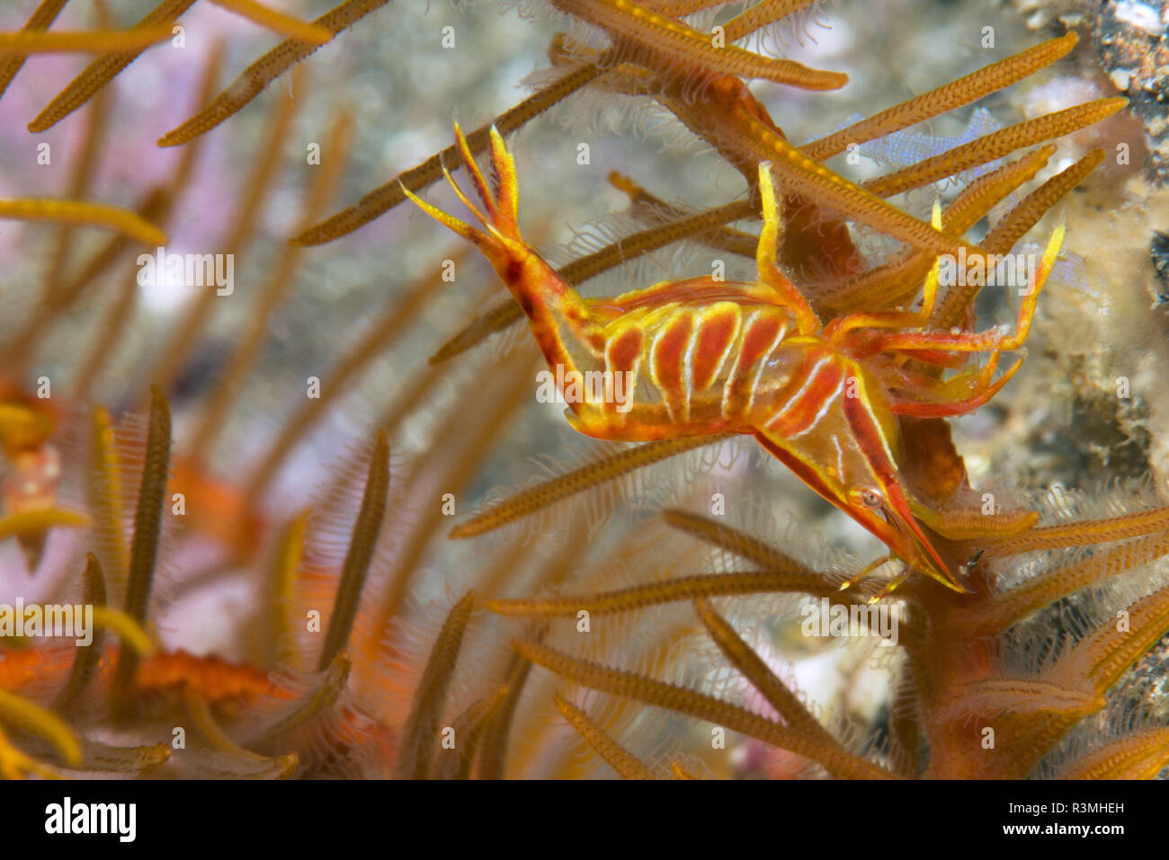 Feather star antedon bifida hi-res stock photography and images - Alamy