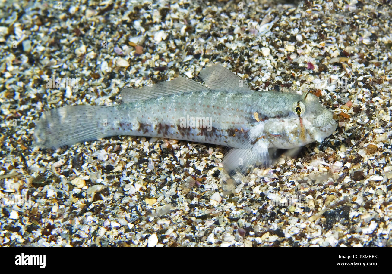 Goldspot goby (Gnatholepis thompsoni), Tenerife, Fish of the Canary ...