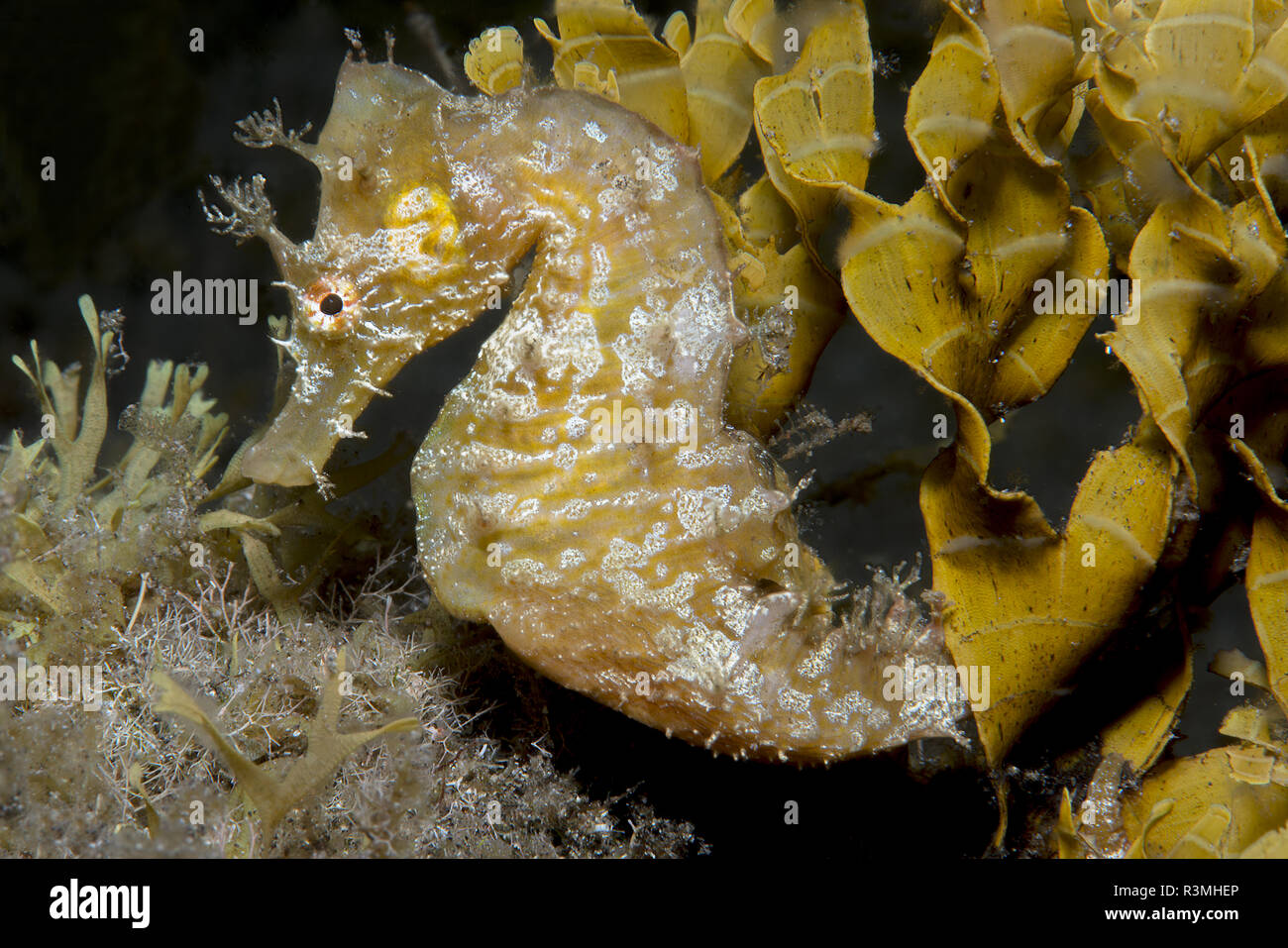 Sea-horse (Hippocampus hippocampus), Tenerife, Fish of the Canary ...