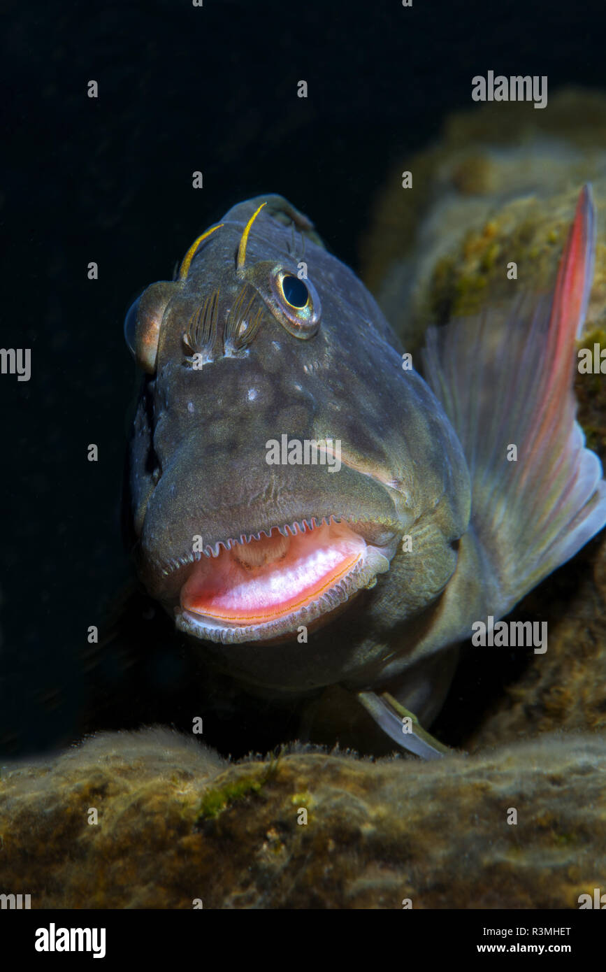 Red-lipped blenny (Ophioblennius atlanticus), Tenerife, Fish of the ...