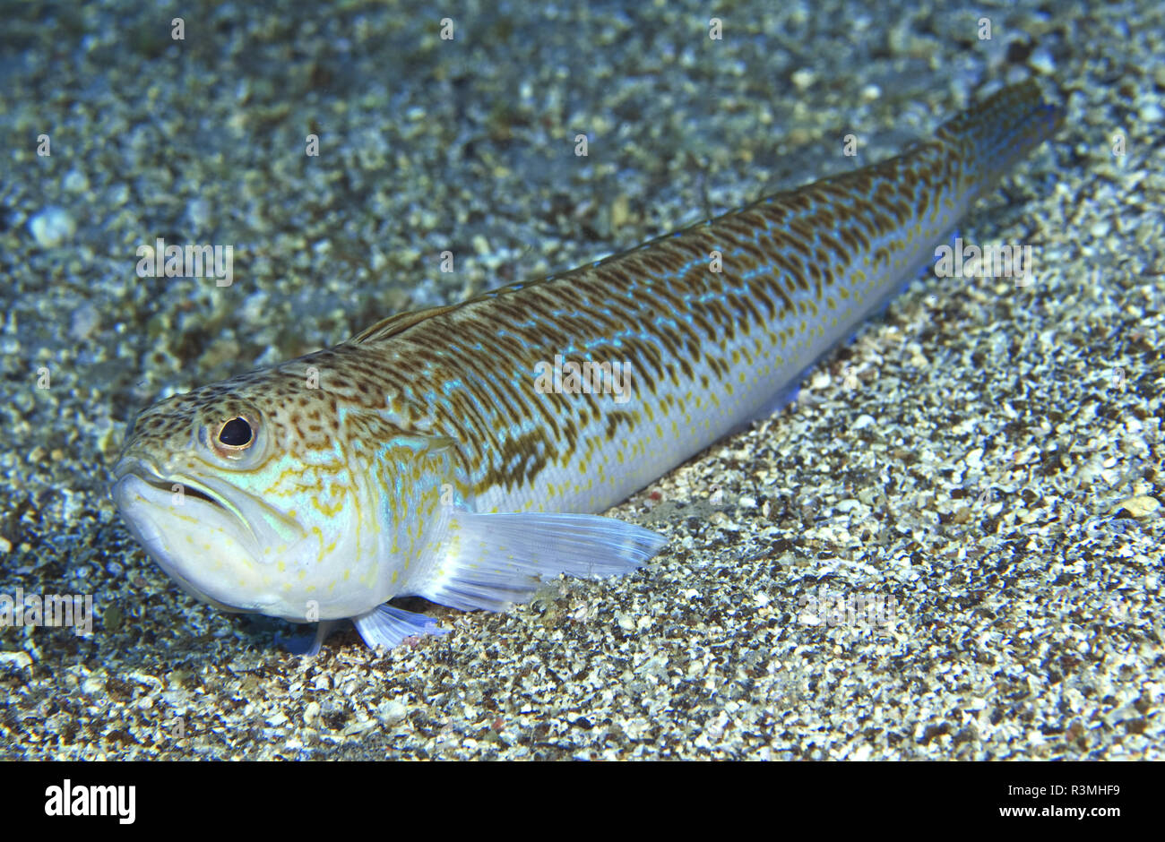 Greater weever (Trachinus draco), Tenerife. Fish of the Canary Islands ...