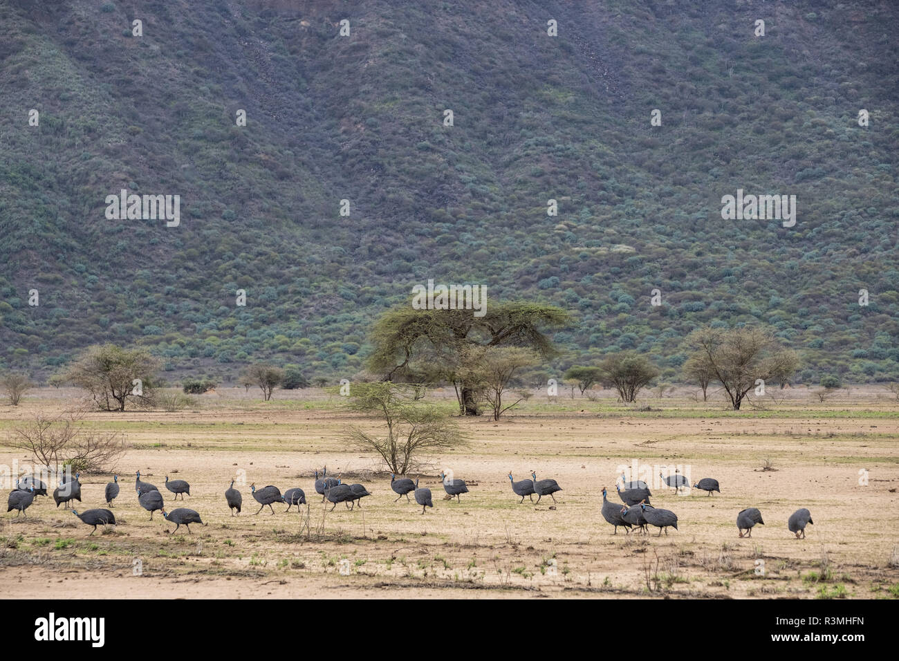 Lake Magadi Kenya East Africa Stock Photos & Lake Magadi Kenya East ...