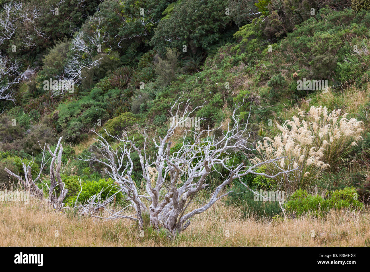 Windswept trees new zealand hi-res stock photography and images - Alamy