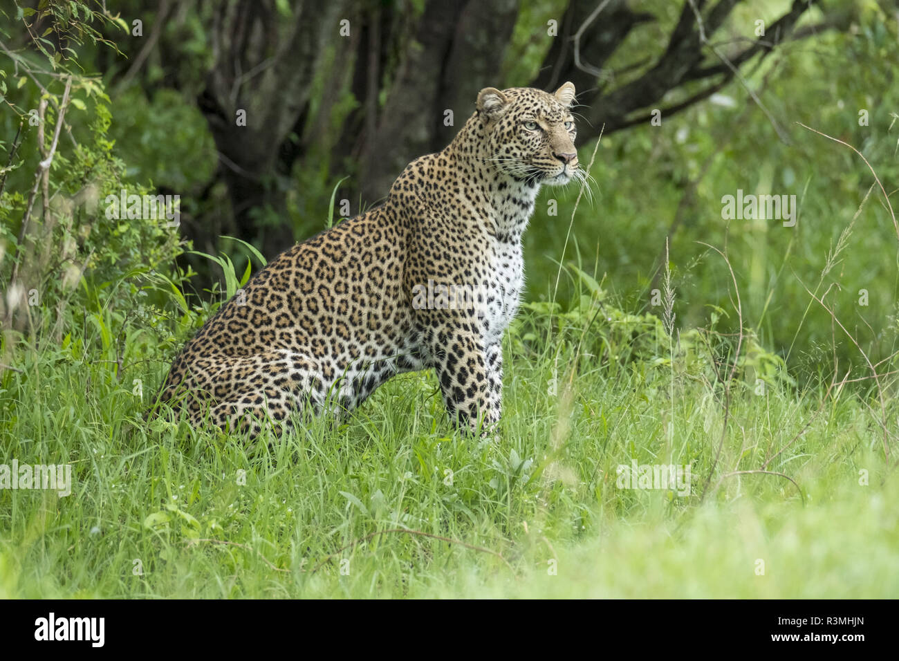Leopard (Panthera pardus), female guarding her offspring, Masai-Mara ...