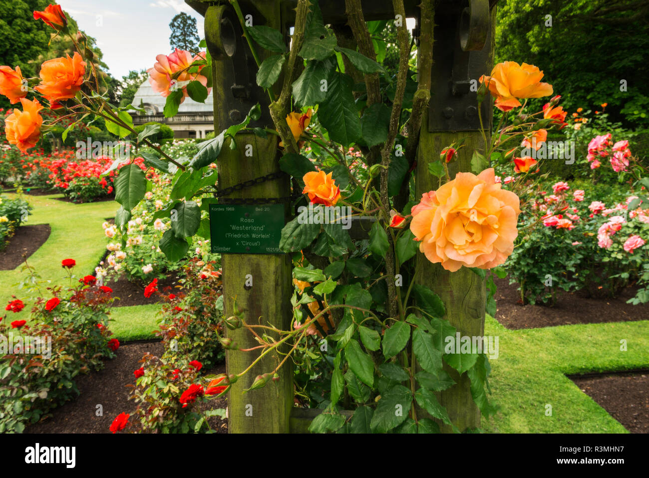 Roses in the Central Rose Garden, Christchurch, Canterbury, South ...