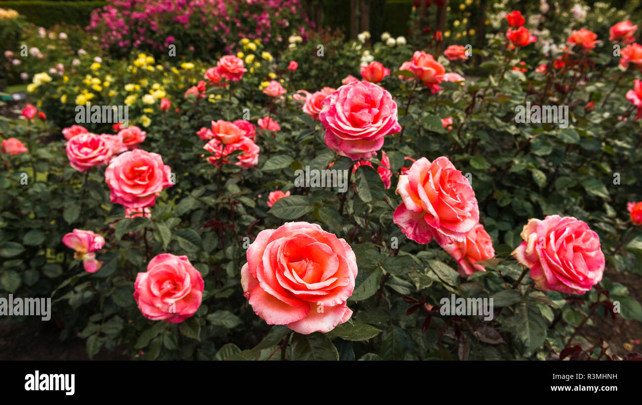 Roses in the Central Rose Garden, Christchurch, Canterbury, South ...