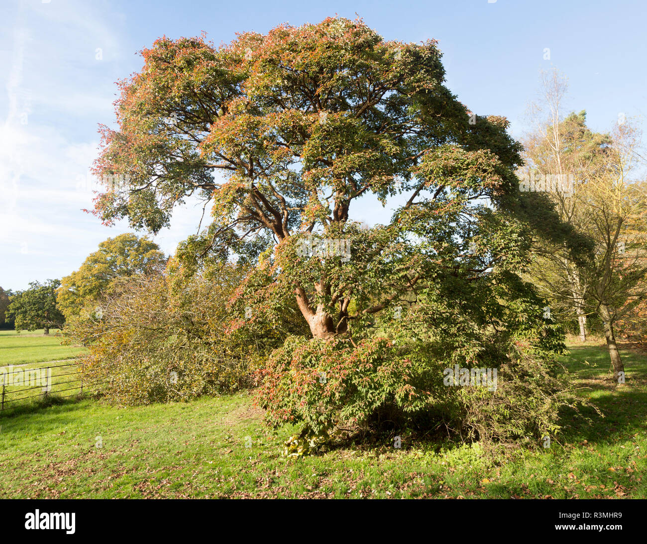 Paperbark maple tree, acer griseum, National arboretum, Westonbirt ...