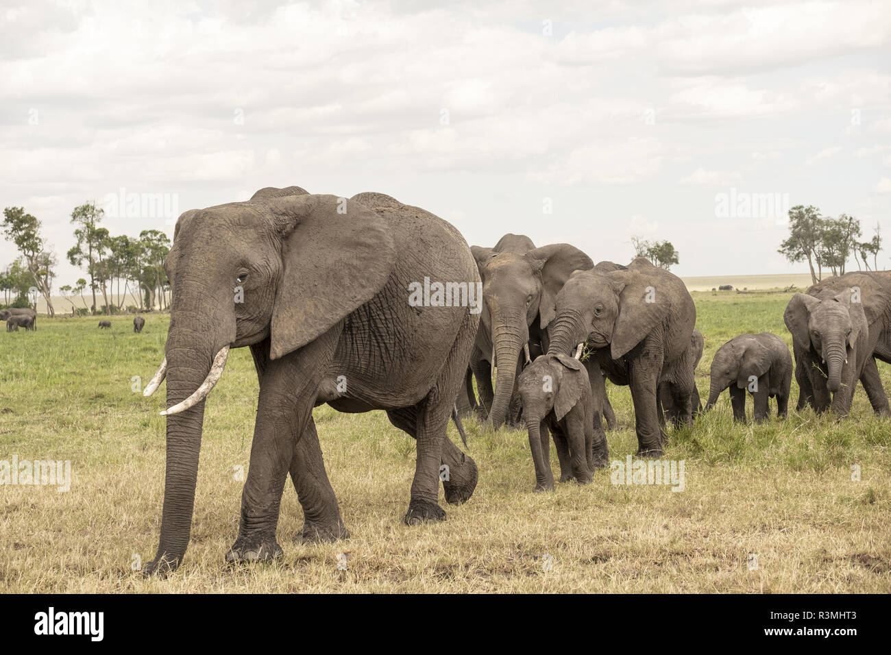 African Elephant (Loxodonta africana), troop on the move, Masai-Mara ...