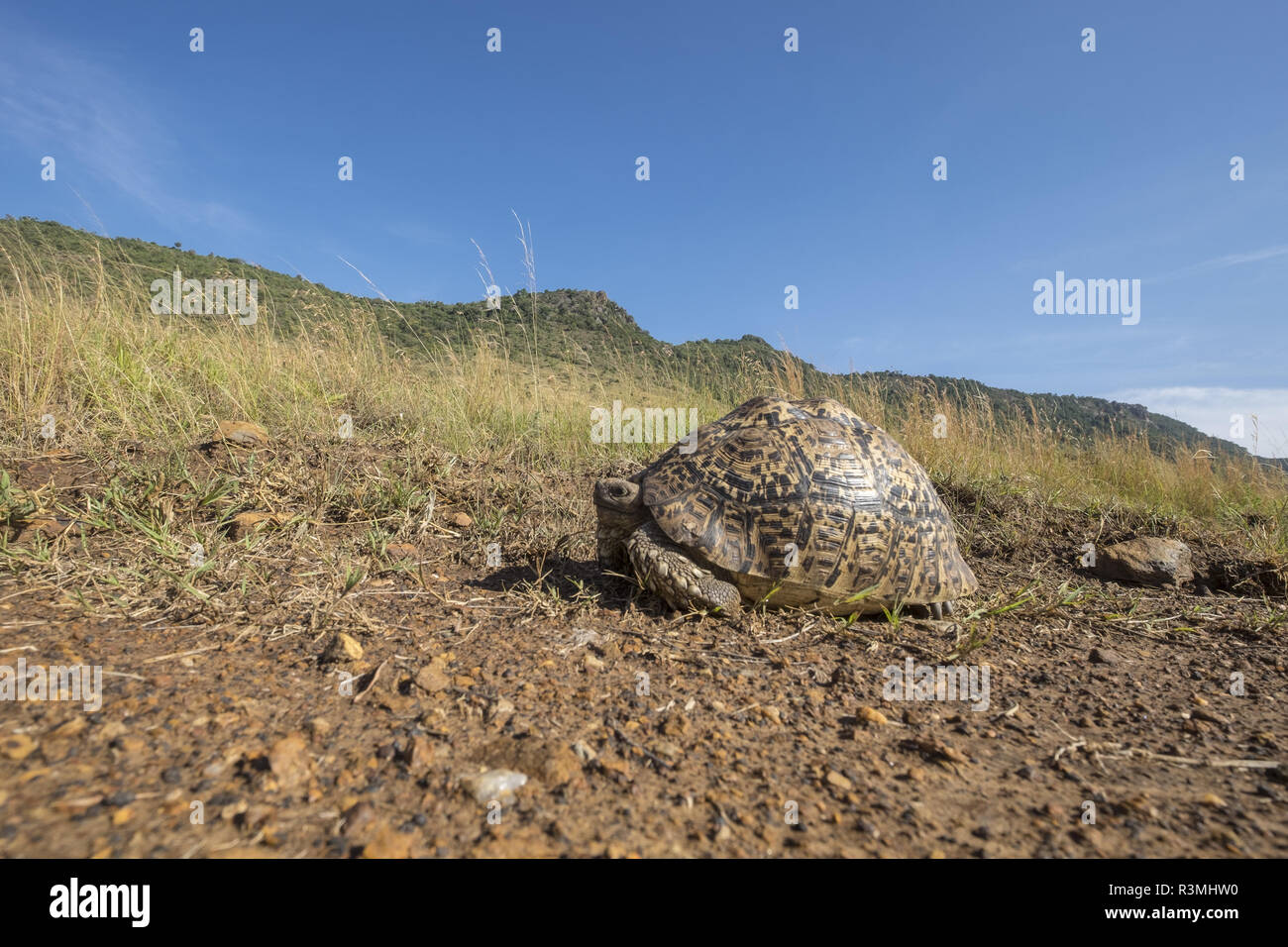 Leopard tortoise (Stigmochelys pardalis), Masai-Mara Reserve, Kenya ...