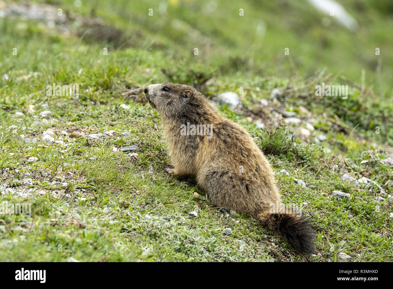 Alpine Marmot (Marmota marmota) in spring, Trabesses Pass, Pyrenees ...