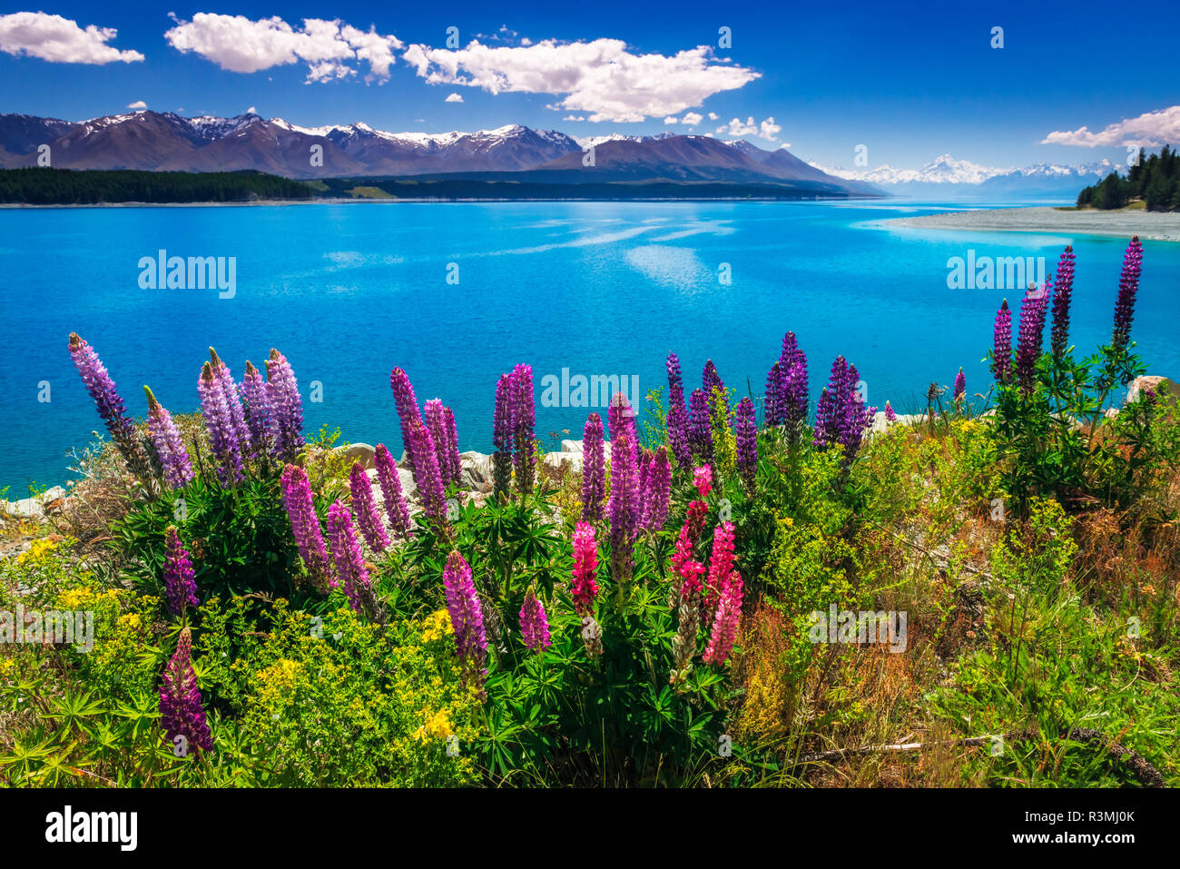 Wildflowers at Lake Pukaki in the Southern Alps, Canterbury, South ...
