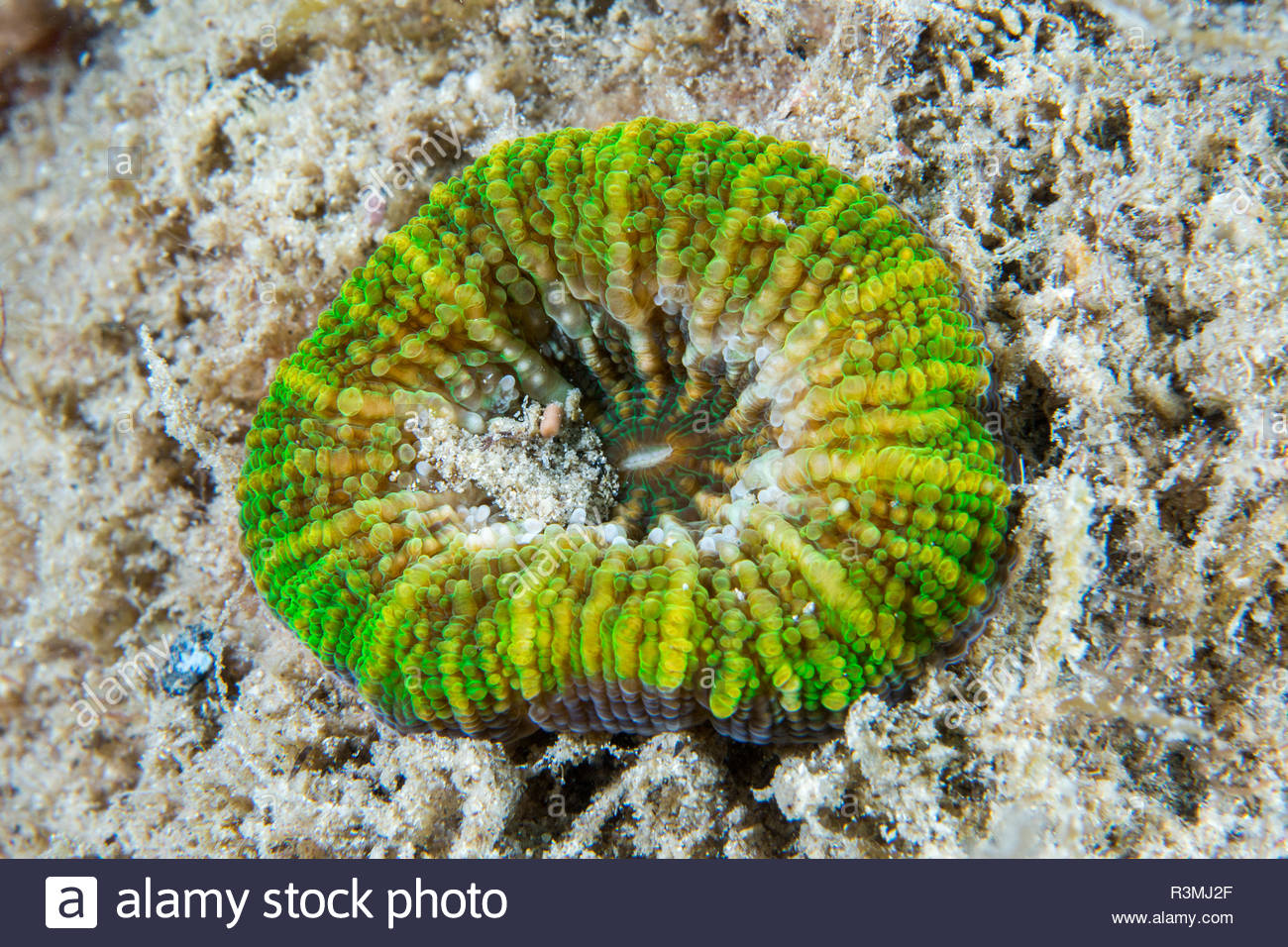 Homophyllia Australis High Resolution Stock Photography and Images - Alamy