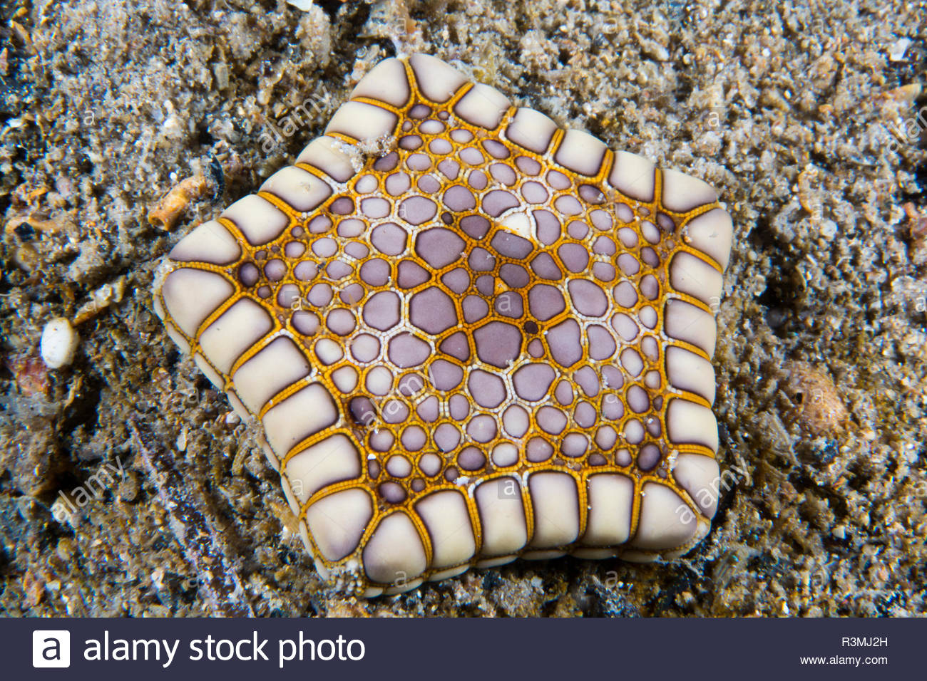 Physical Morphology High Resolution Stock Photography and Images - Alamy